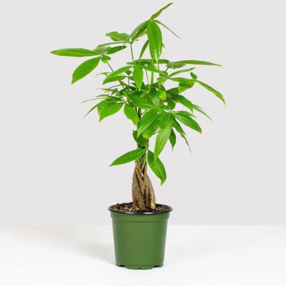 Money Tree
